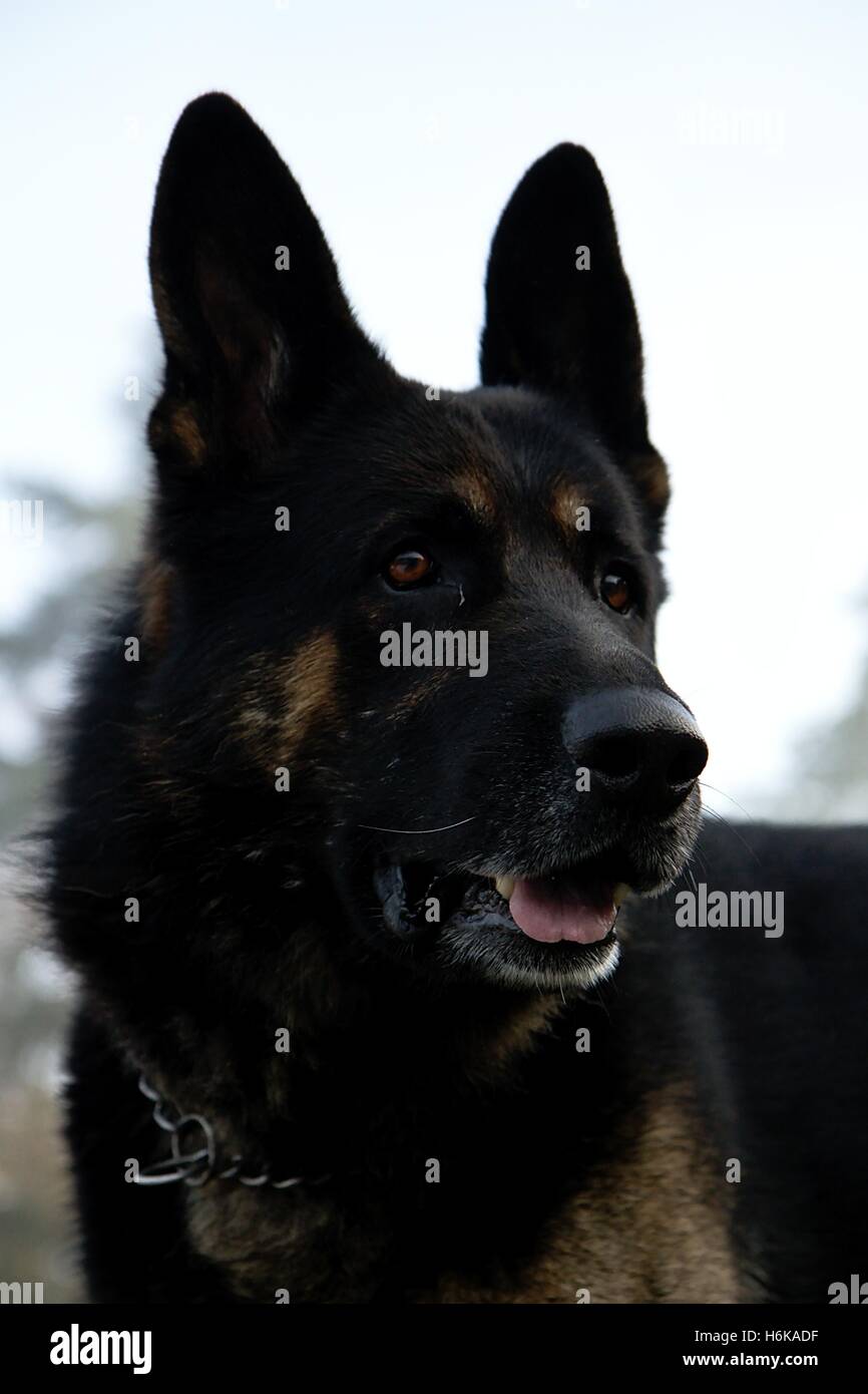German Shepherd head detail Stock Photo - Alamy