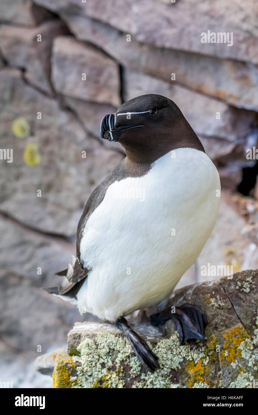 Alca torda razorbill hi-res stock photography and images - Alamy