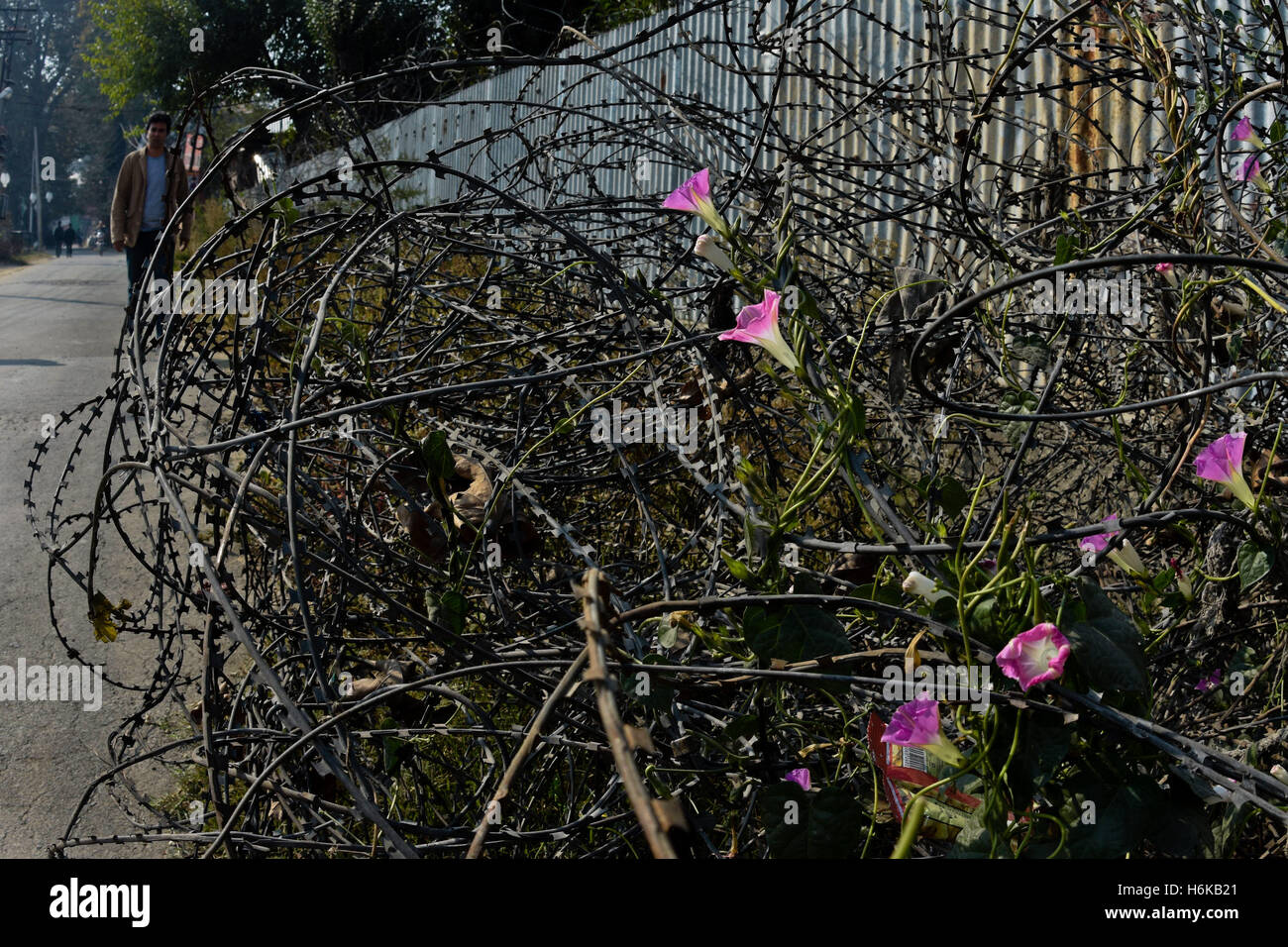 Entangled flowers hi-res stock photography and images - Alamy