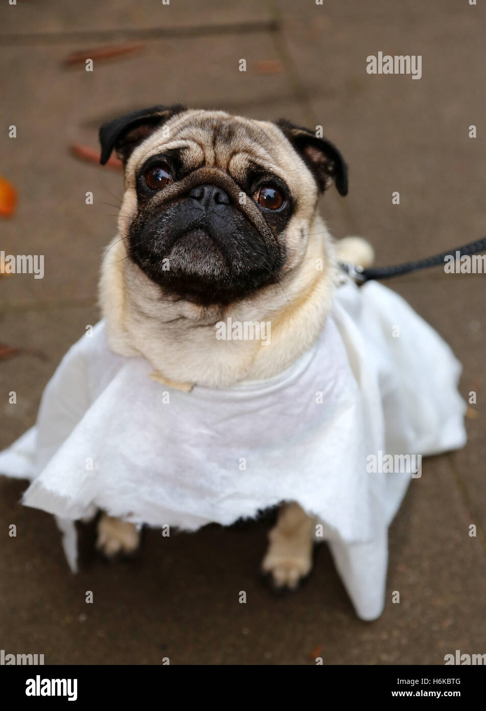 Ghost dogs hi-res stock photography and images - Alamy