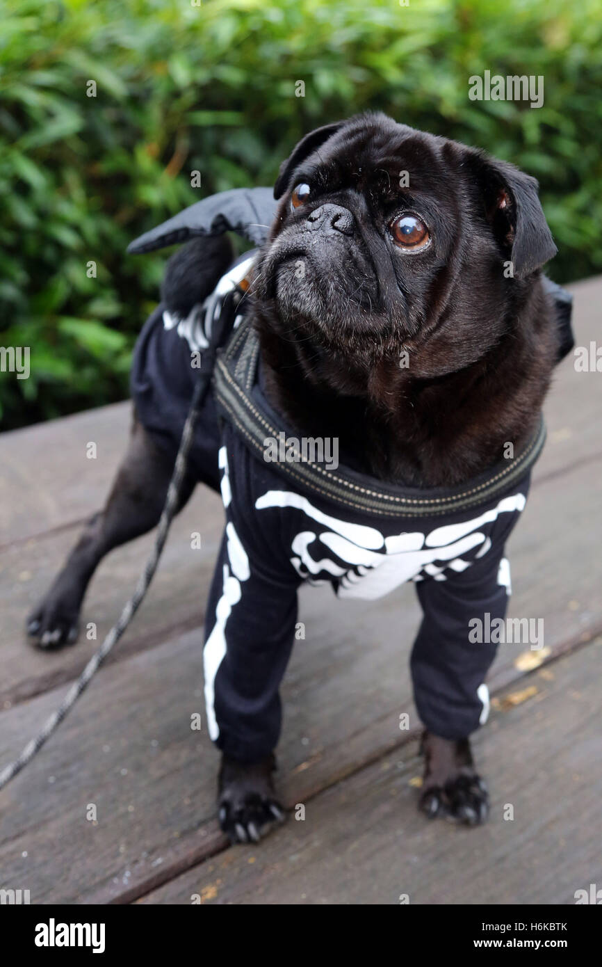 Skeleton dogs hi-res stock photography and images - Alamy