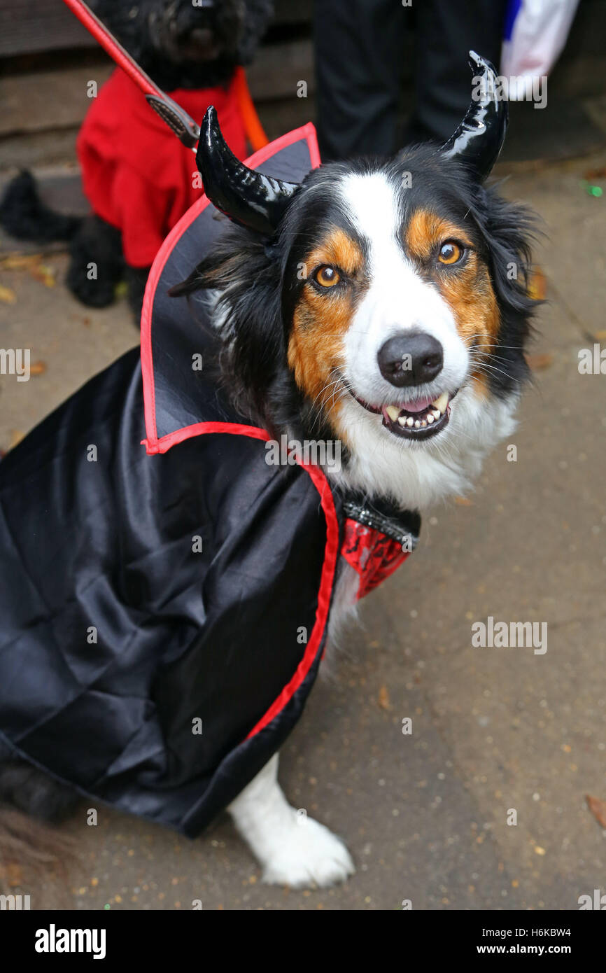 London, UK. 30th October 2016. Leo the Border Collie wearing horns for ...