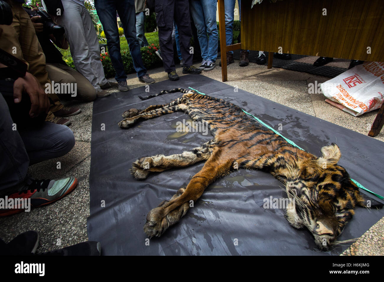Illegal and tiger skin and trade hi-res stock photography and images ...