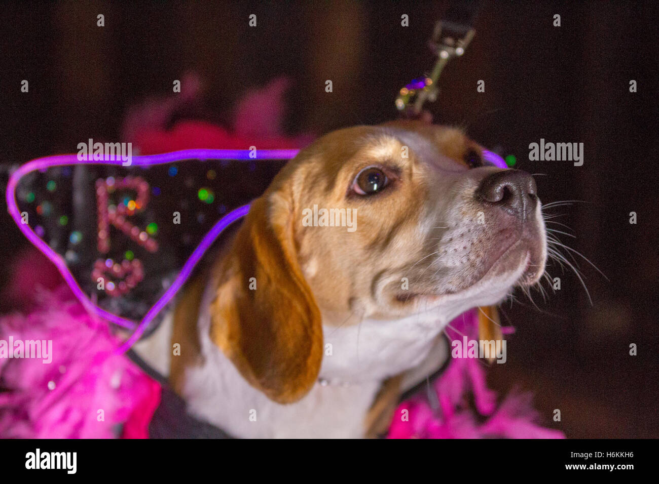 Dog Fancy Dress High Resolution Stock Photography and Images - Alamy