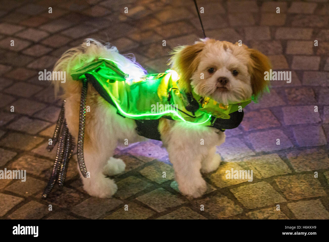 Pet dogs wearing LED lights, illuminated decorated bright lights in ...