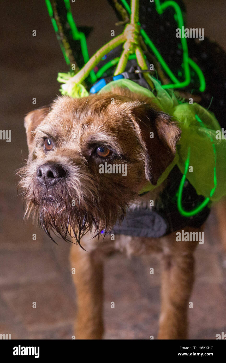 Pet dogs wearing LED lights, illuminated decorated bright lights in ...