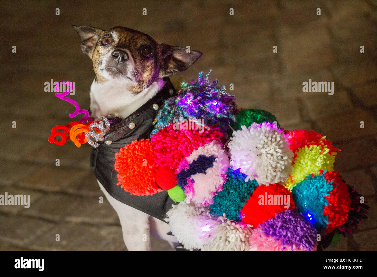 Pet dogs wearing LED lights, illuminated decorated bright lights in ...