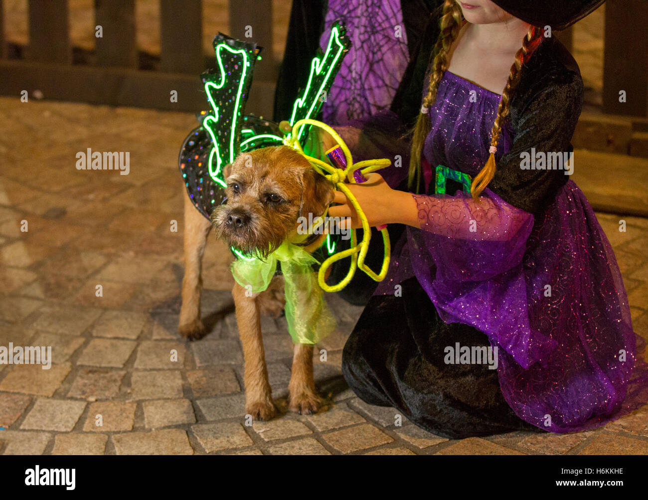 Pet dogs wearing LED lights, illuminated decorated bright lights in ...