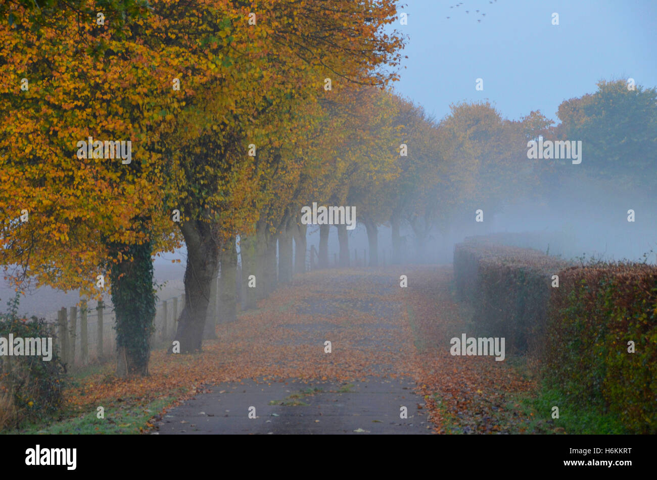 Edington, Somerset, UK . 31st October 2016. UK Weather. Autumn colours ...