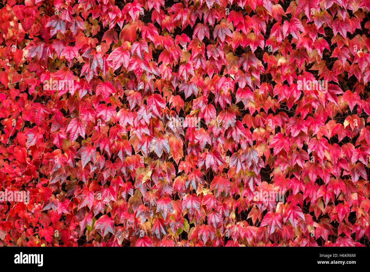 Japanese ivy hi-res stock photography and images - Alamy