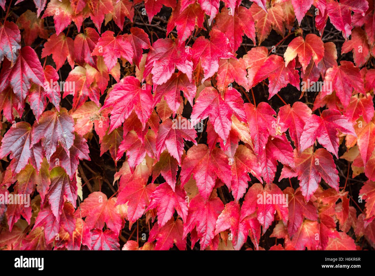 Japanese Ivy or Boston Ivy (parthenocissus tricuspidata) shows it's ...