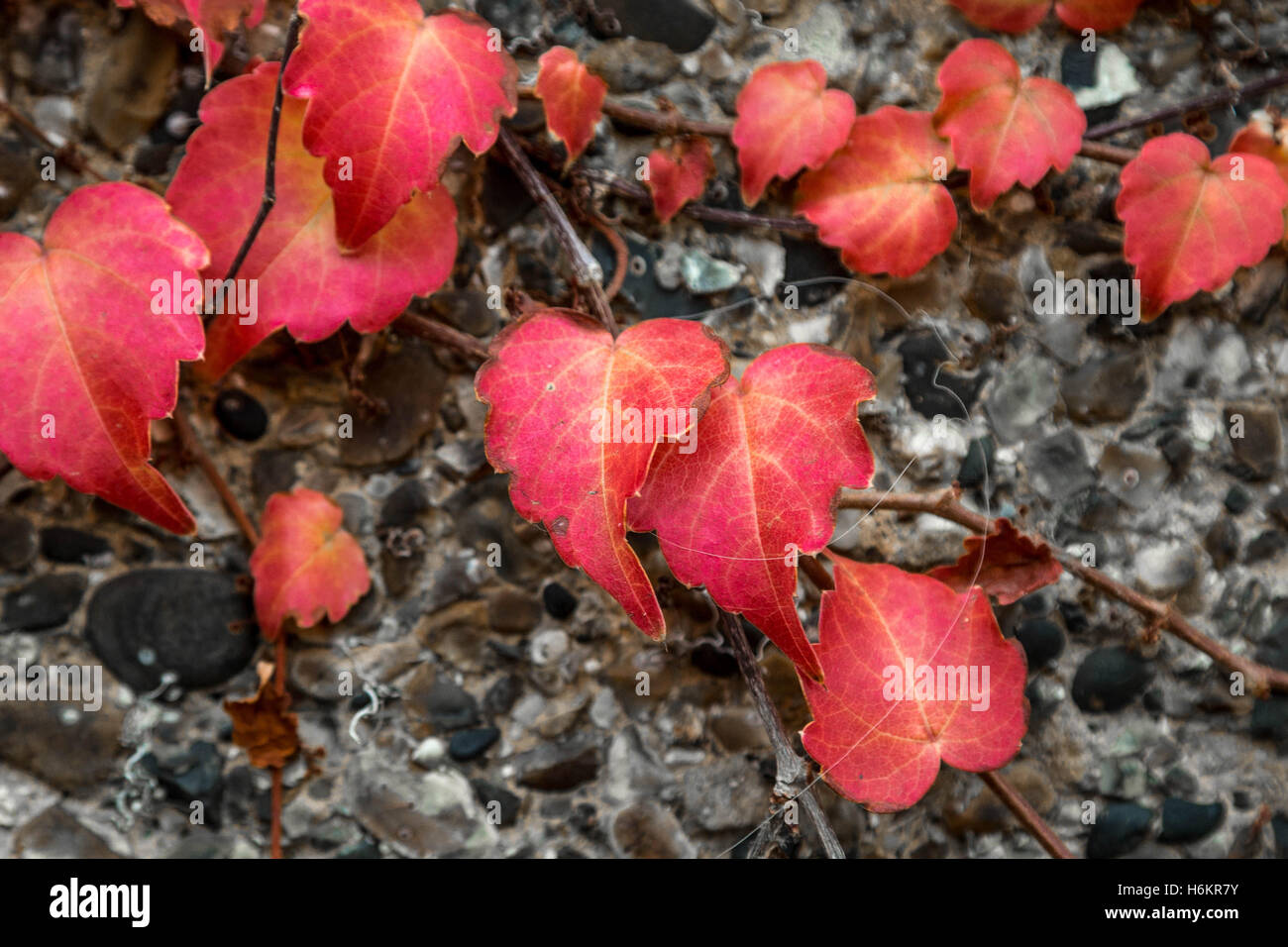 Japanese Ivy or Boston Ivy (parthenocissus tricuspidata) shows it's ...