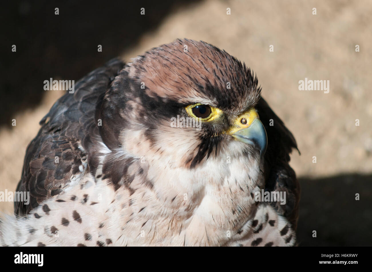 Close-up of head of a lanner falcon Stock Photo - Alamy