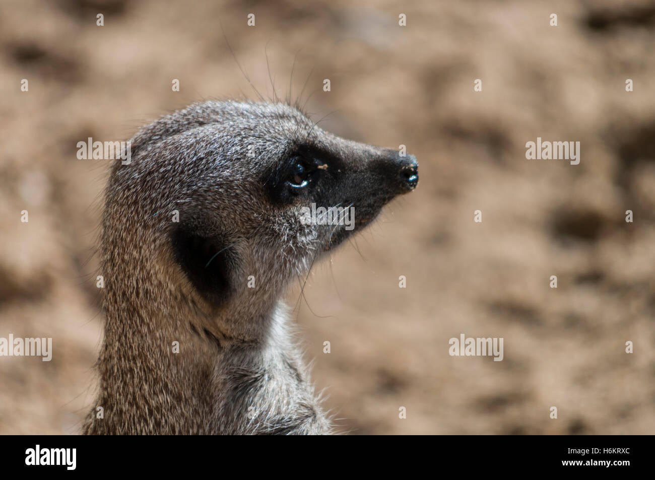 Suricata ecology hi-res stock photography and images - Alamy