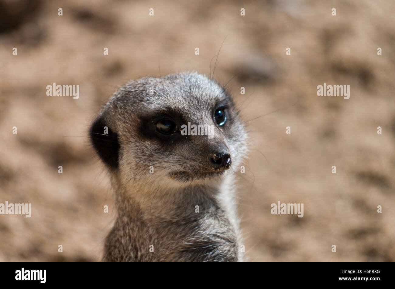 Suricata ecology hi-res stock photography and images - Alamy