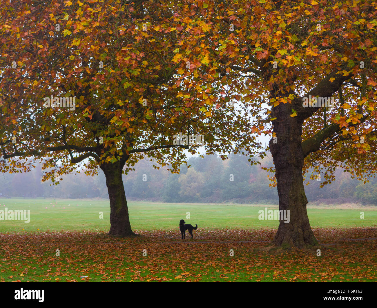 Dog walking in Autumn in a London park Stock Photo - Alamy