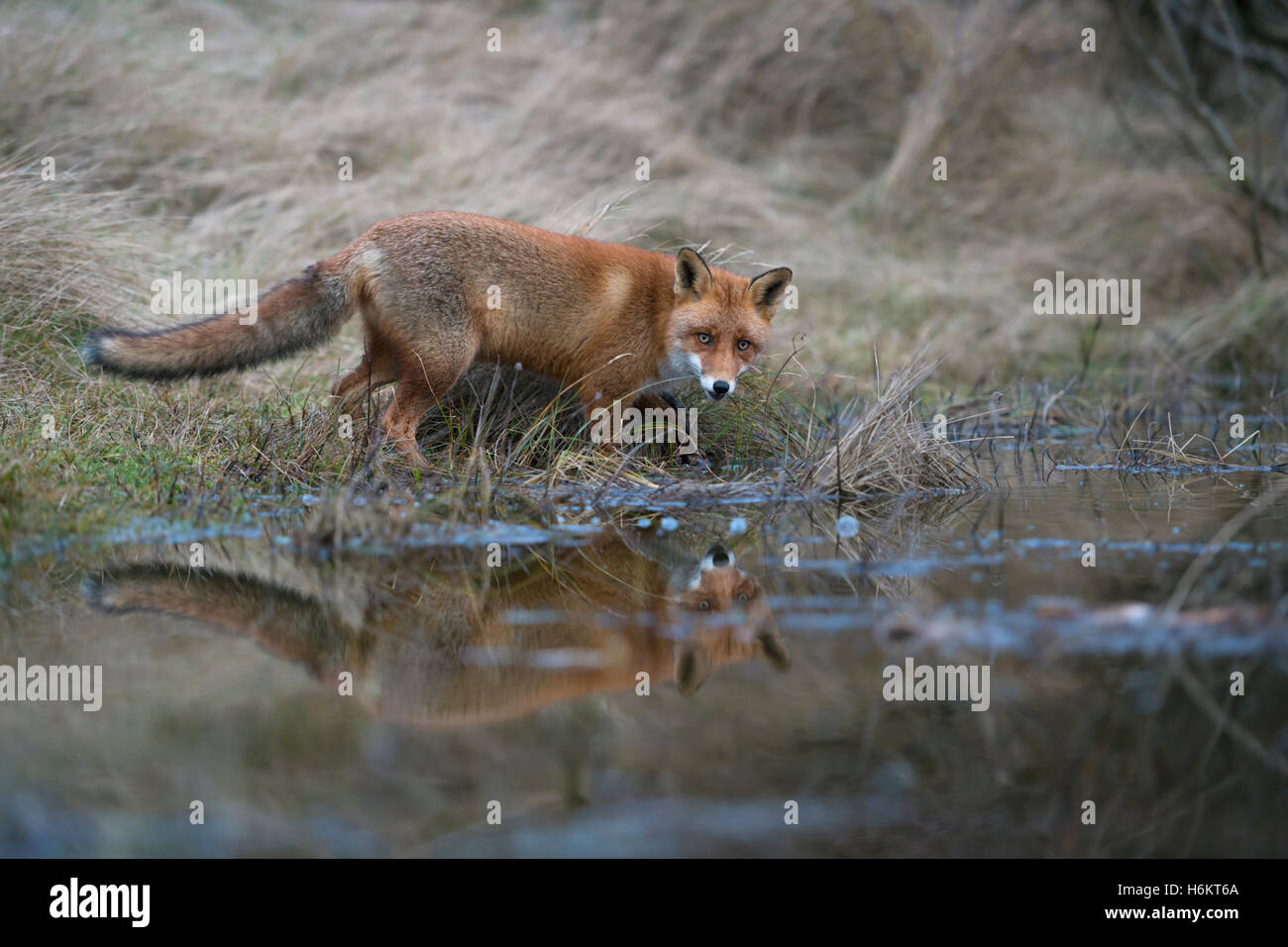 Natural pond water images hi-res stock photography and images - Alamy