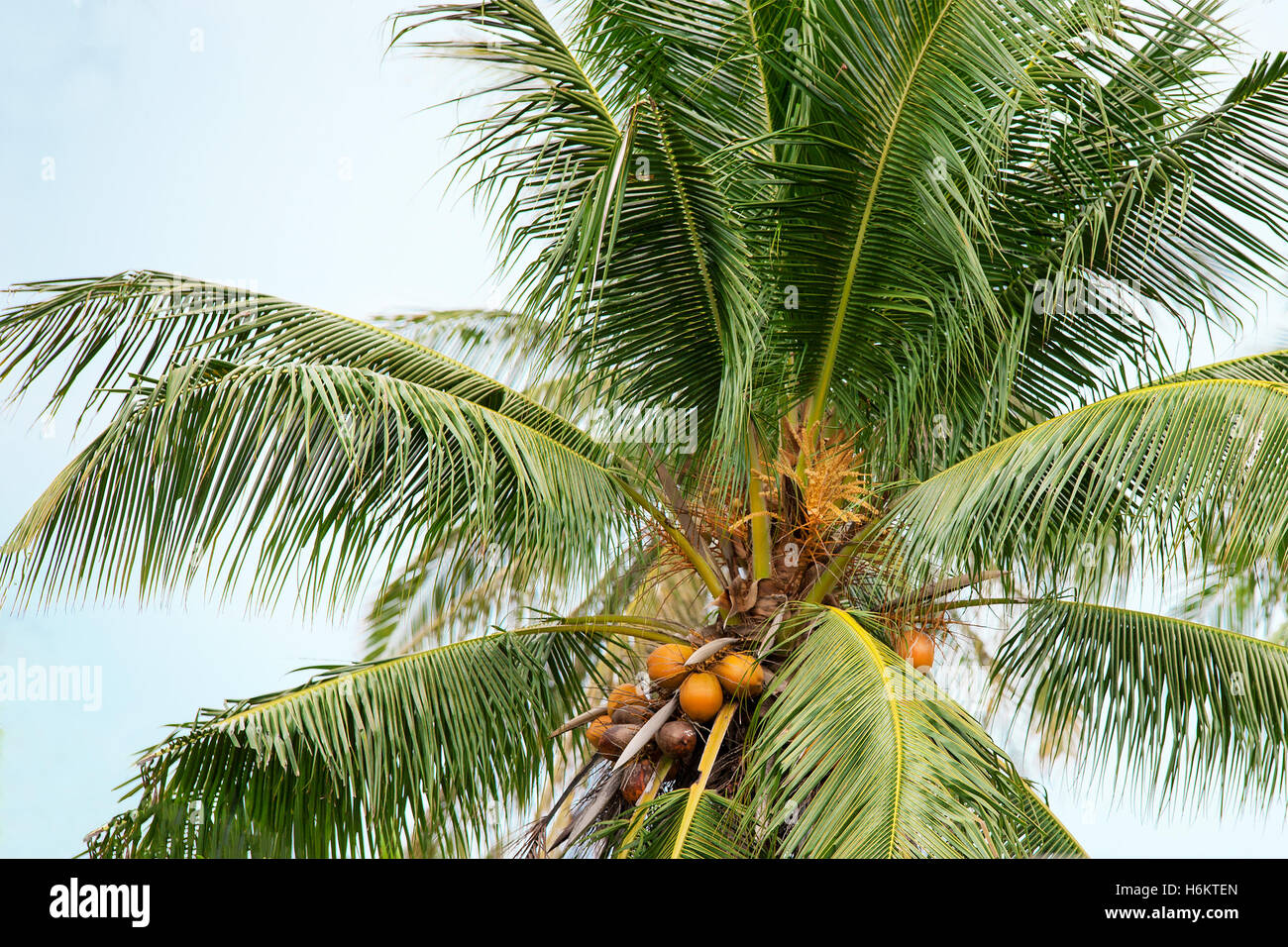 Palm tree stalk hi-res stock photography and images - Alamy