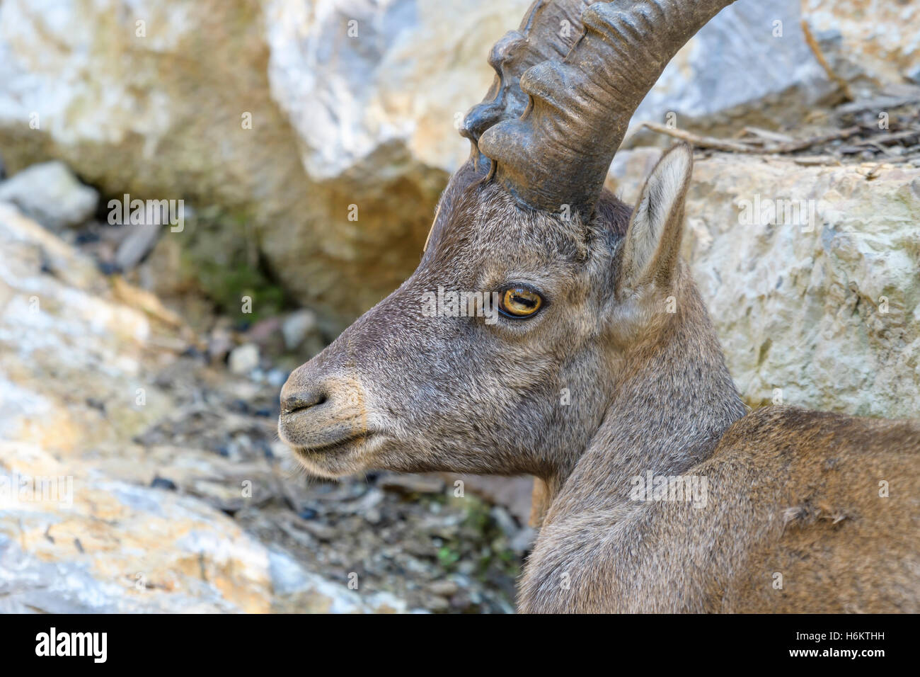 Young alpine ibex, closeup Stock Photo - Alamy