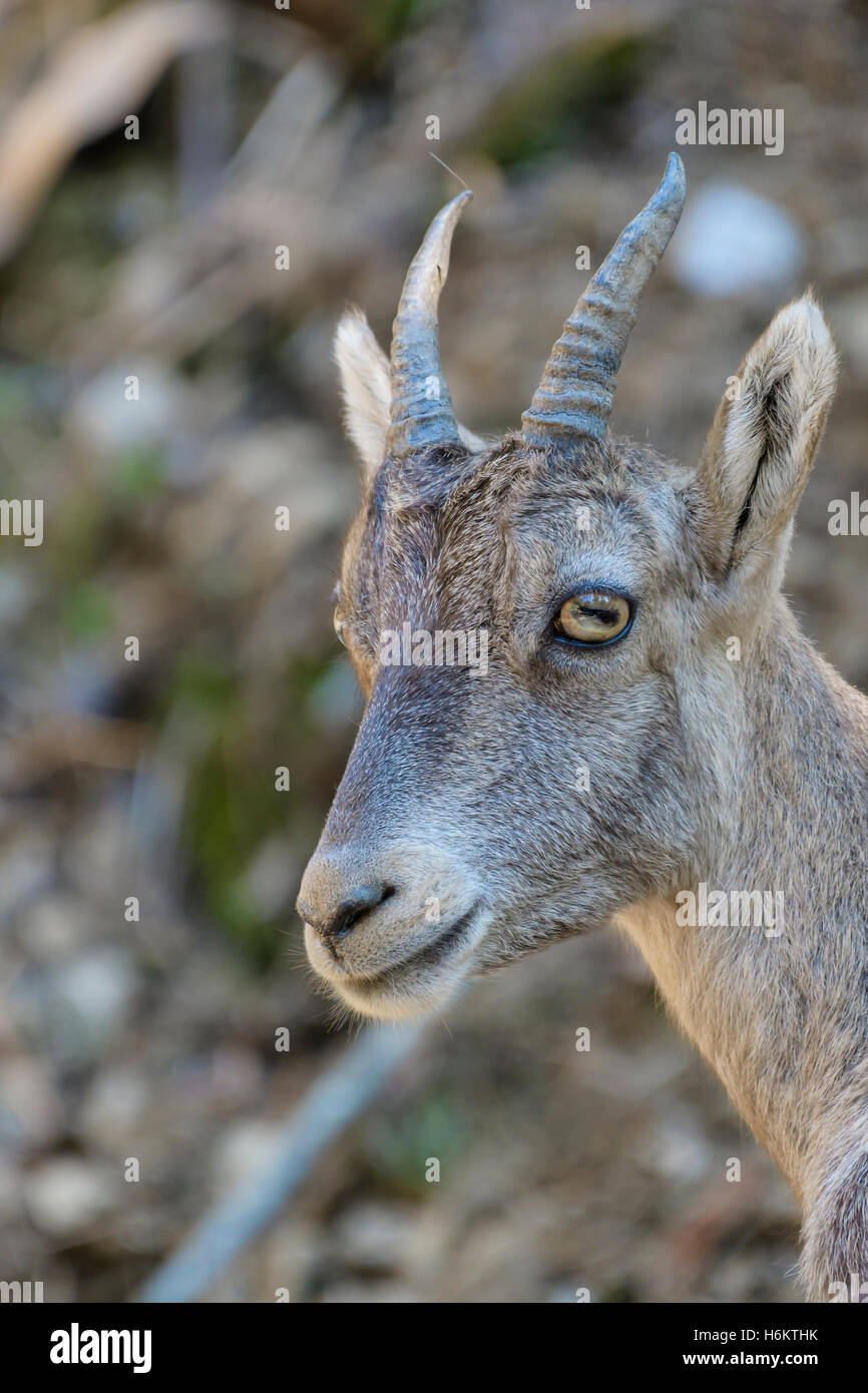 Young alpine ibex, closeup Stock Photo - Alamy