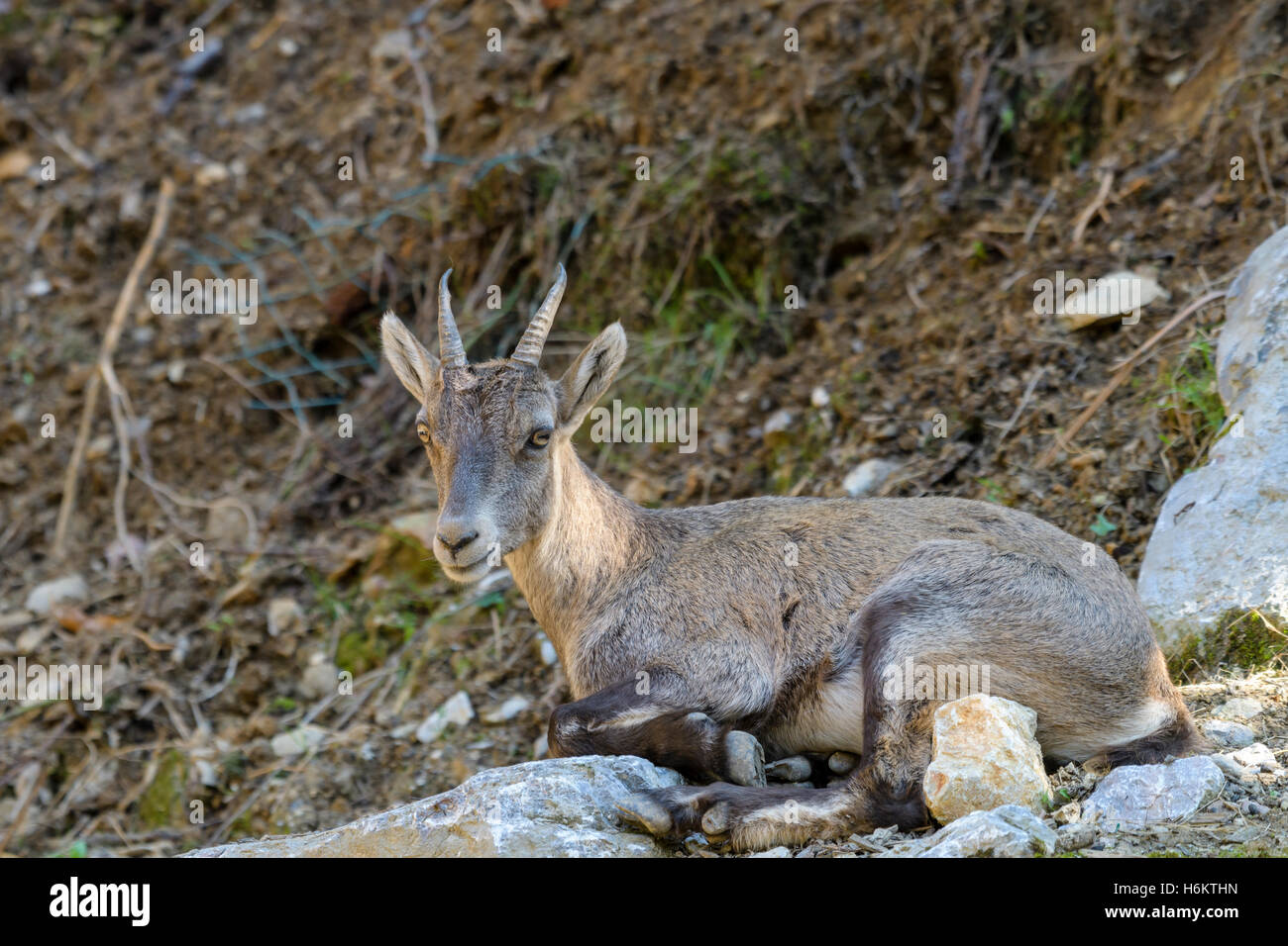 Young alpine ibex, closeup Stock Photo - Alamy