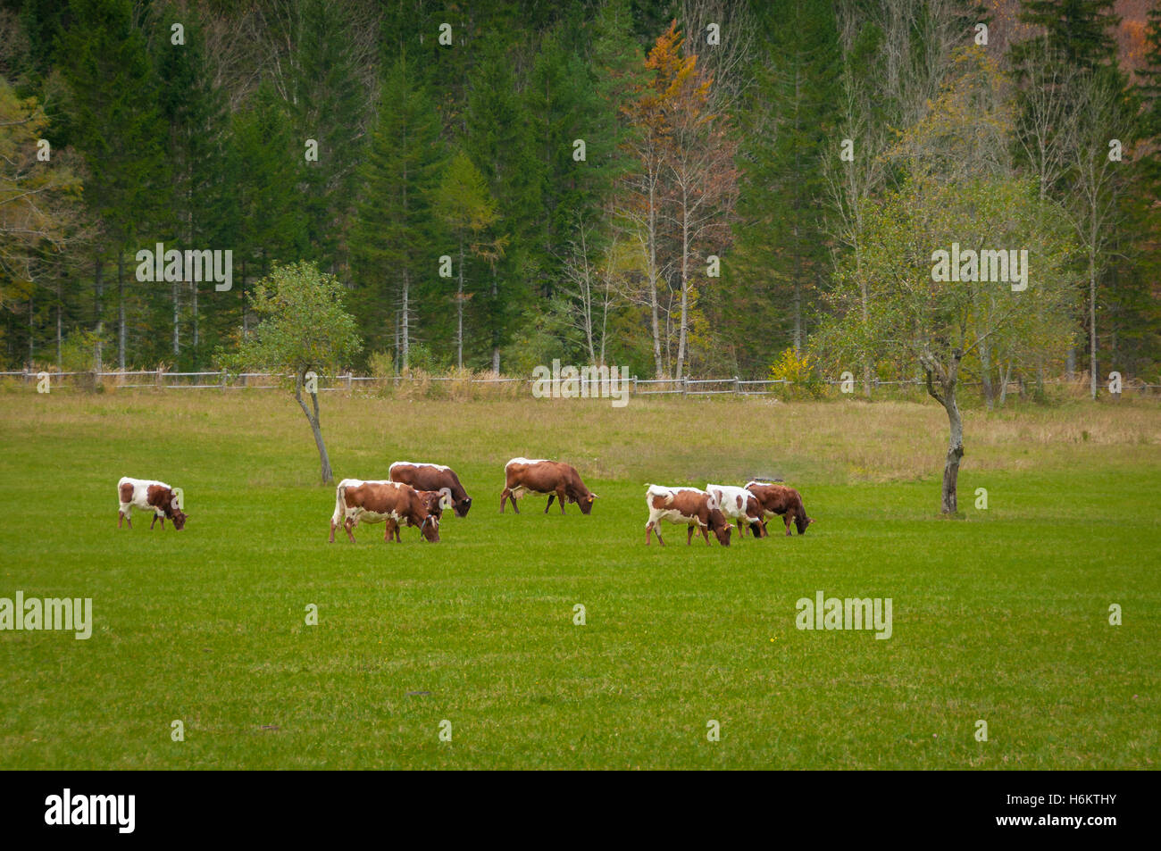 Cattle to pasture hi-res stock photography and images - Alamy