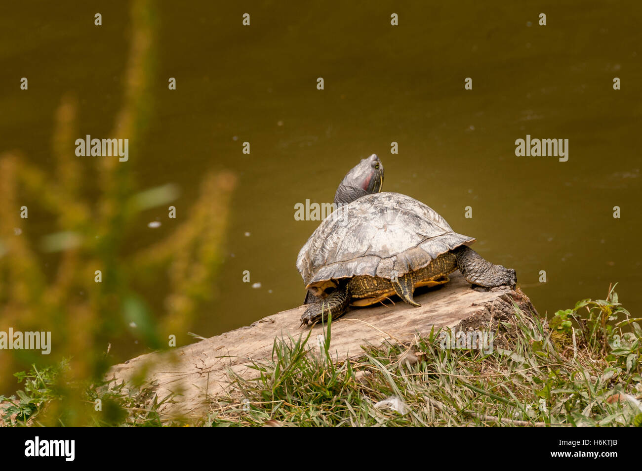 Turtle in outdoor park taking a bath in the sun while resting on wooden ...