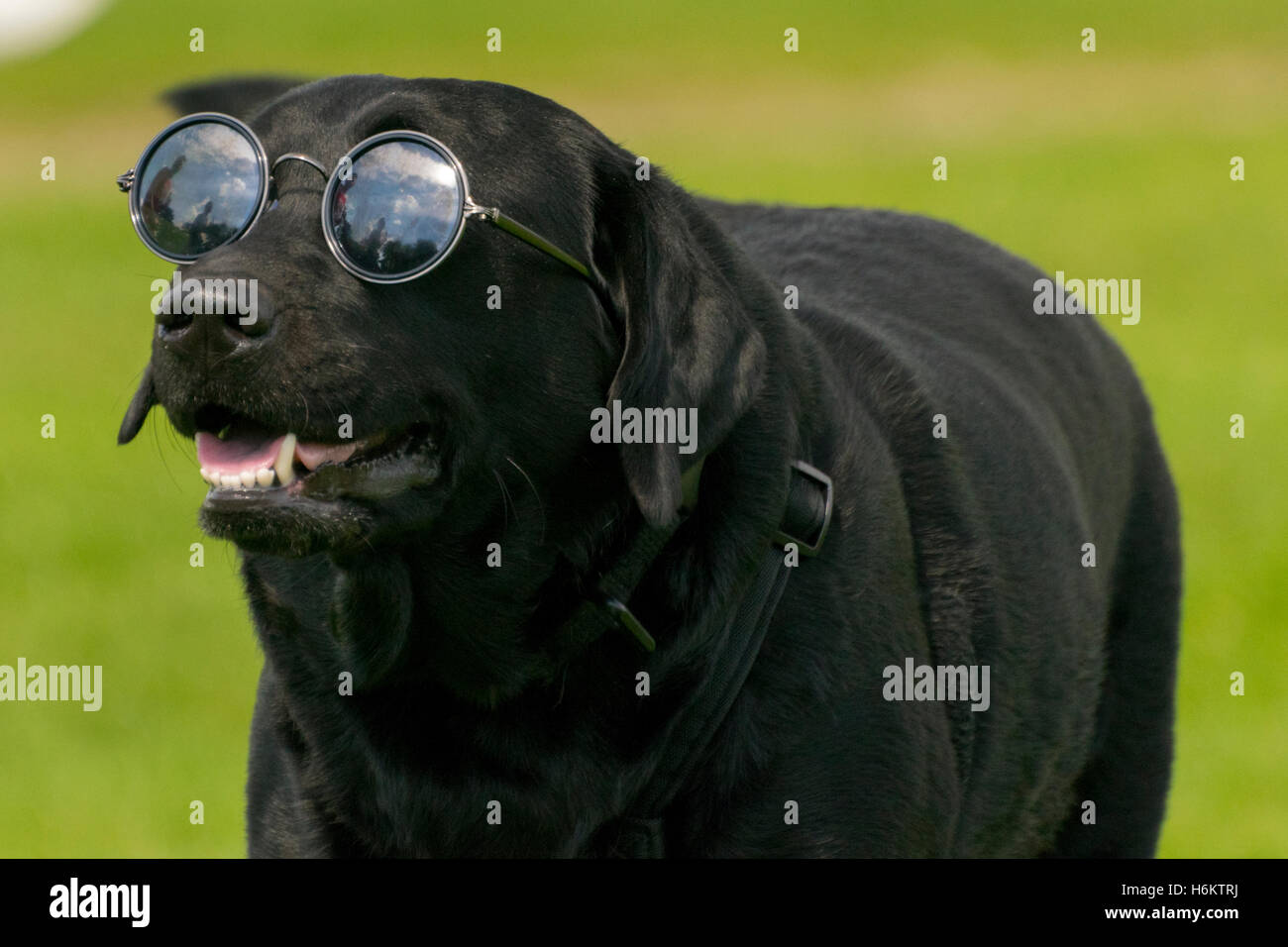 Dog labrador sunglasses hi-res stock photography and images - Alamy