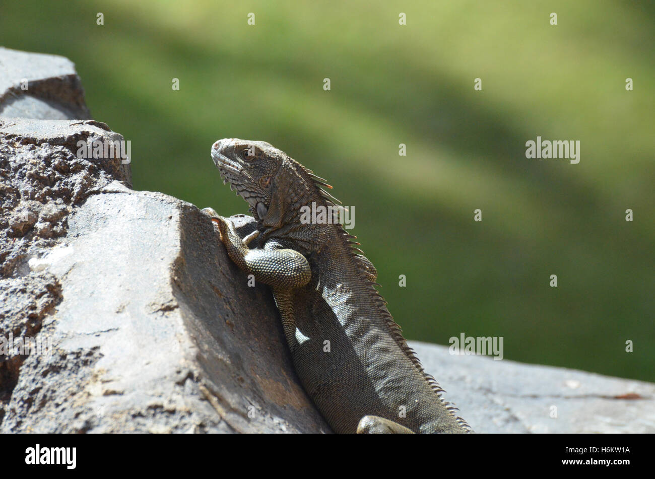 American iguana climbing up hi-res stock photography and images - Alamy