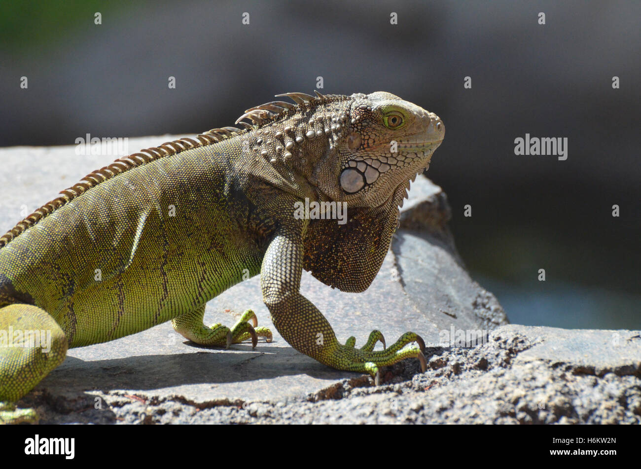 A great looking common iguana in Aruba Stock Photo - Alamy