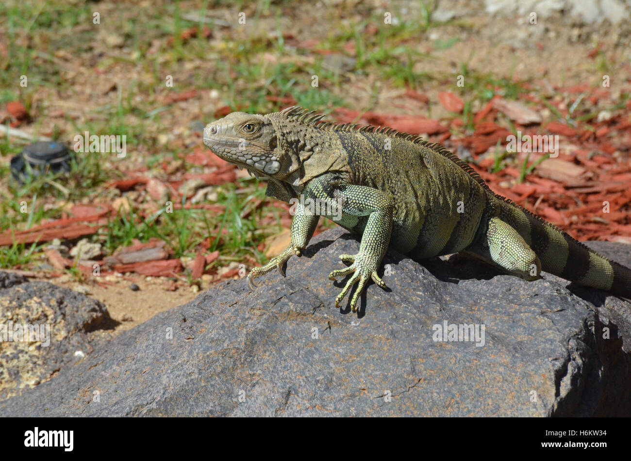 Fat iguana hi-res stock photography and images - Alamy