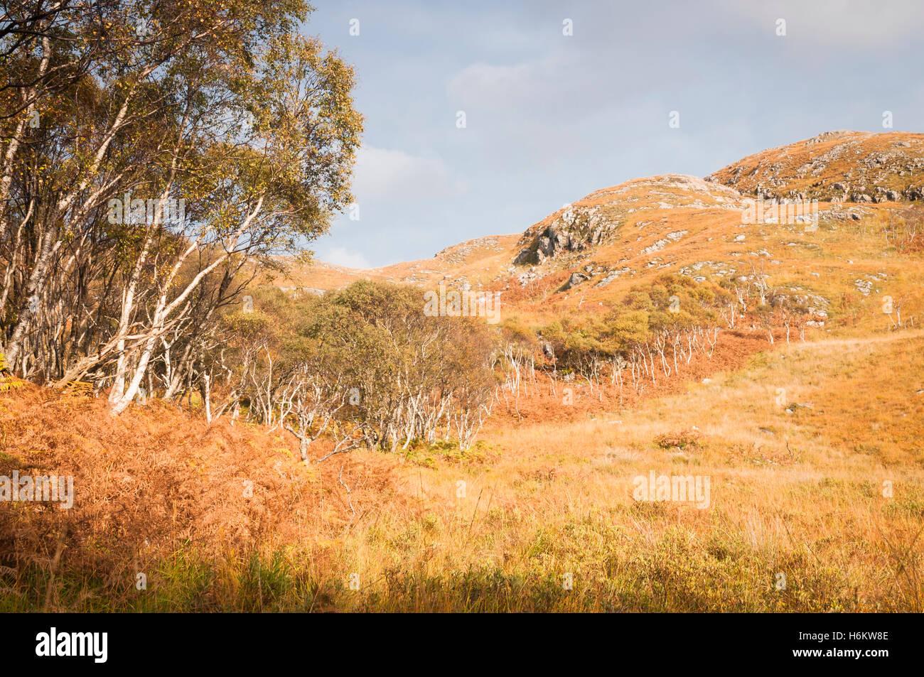 Silver birch betula pendula young hi-res stock photography and images ...