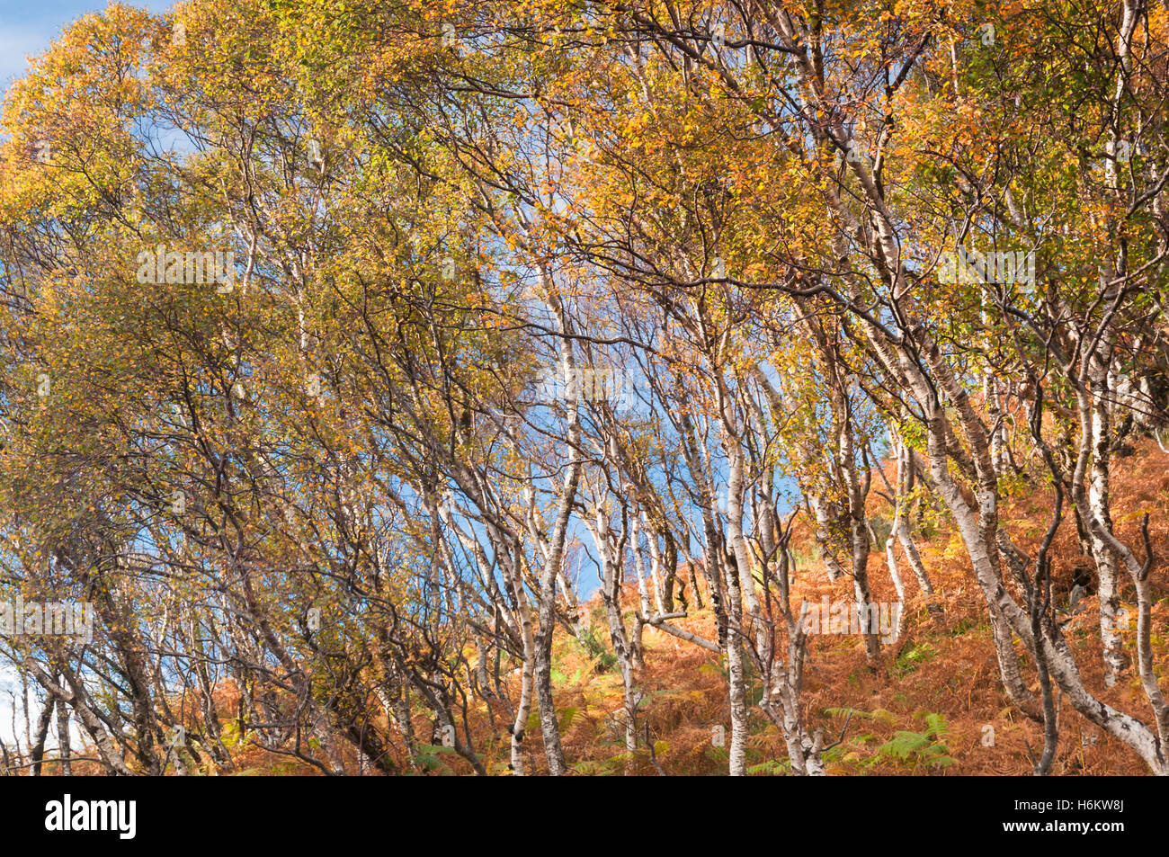 Silver Birch trees in Autumn colour in Sutherland, Scotland Stock Photo ...