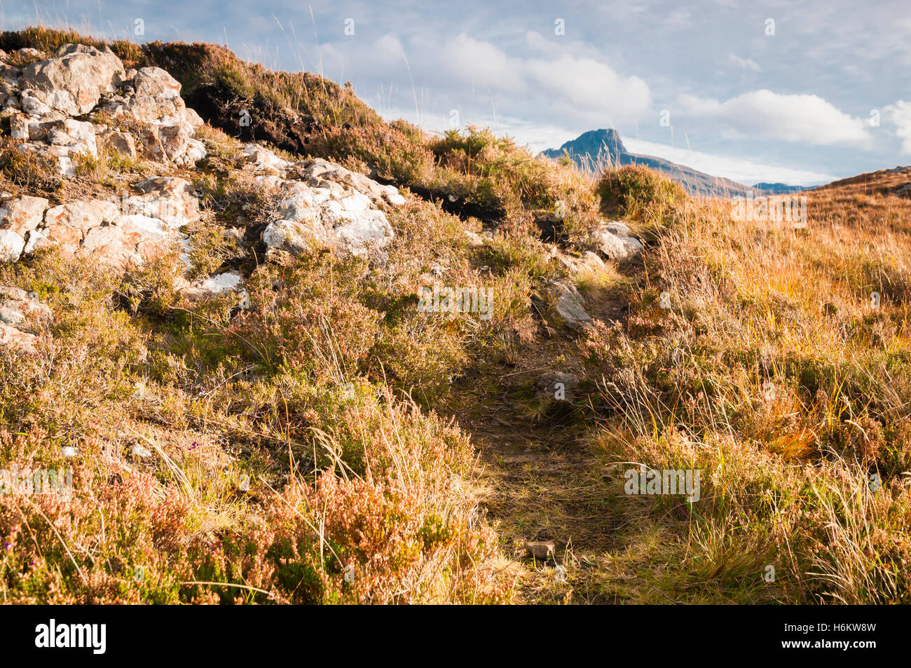 heatherThe Footpath, Scottish highlands Stock Photo - Alamy