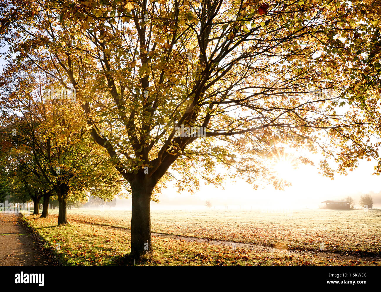 Glorious autumn golden leaf trees with a misty morning sunlight ...