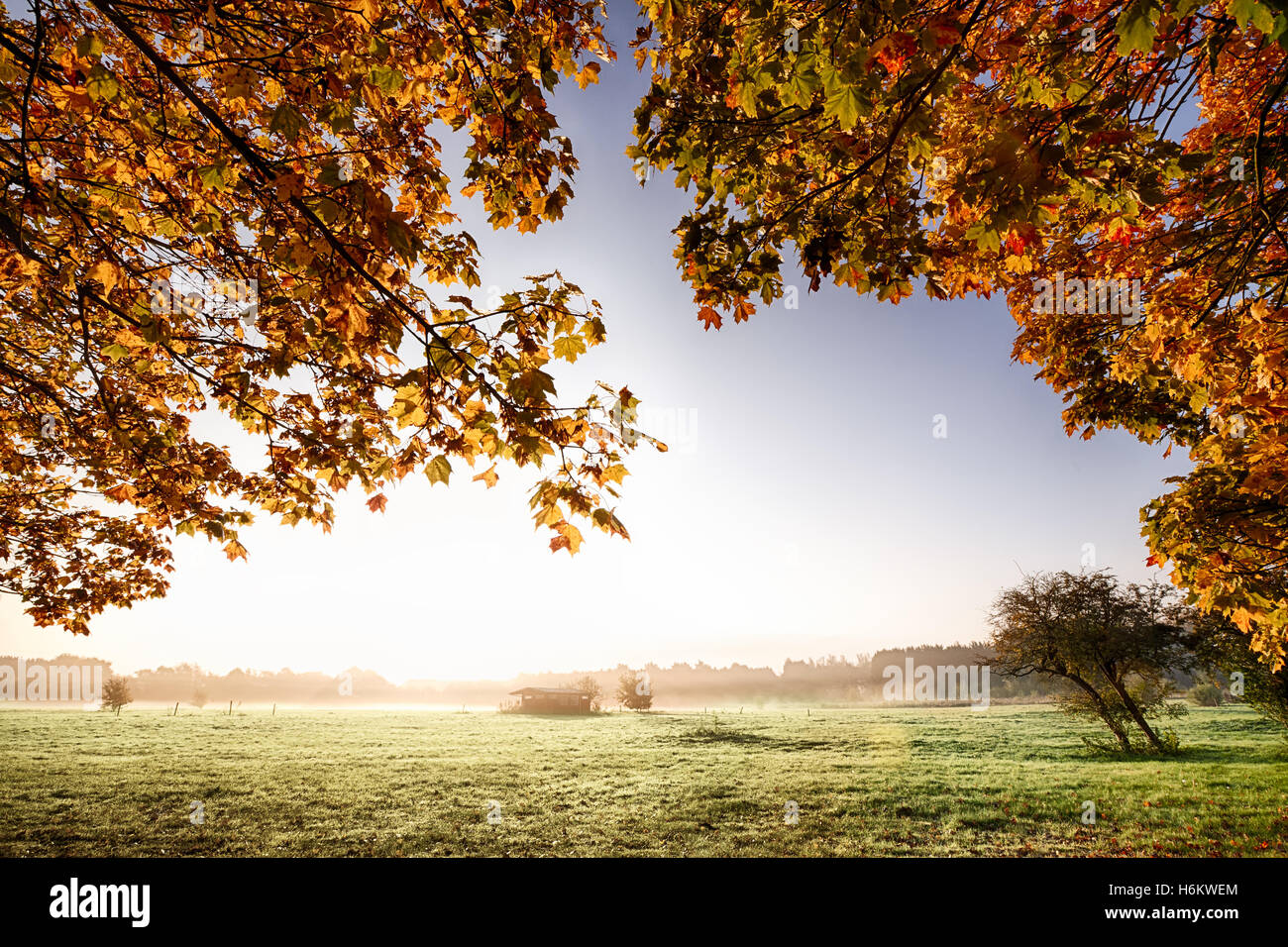 Overhanging trees background hi-res stock photography and images - Alamy