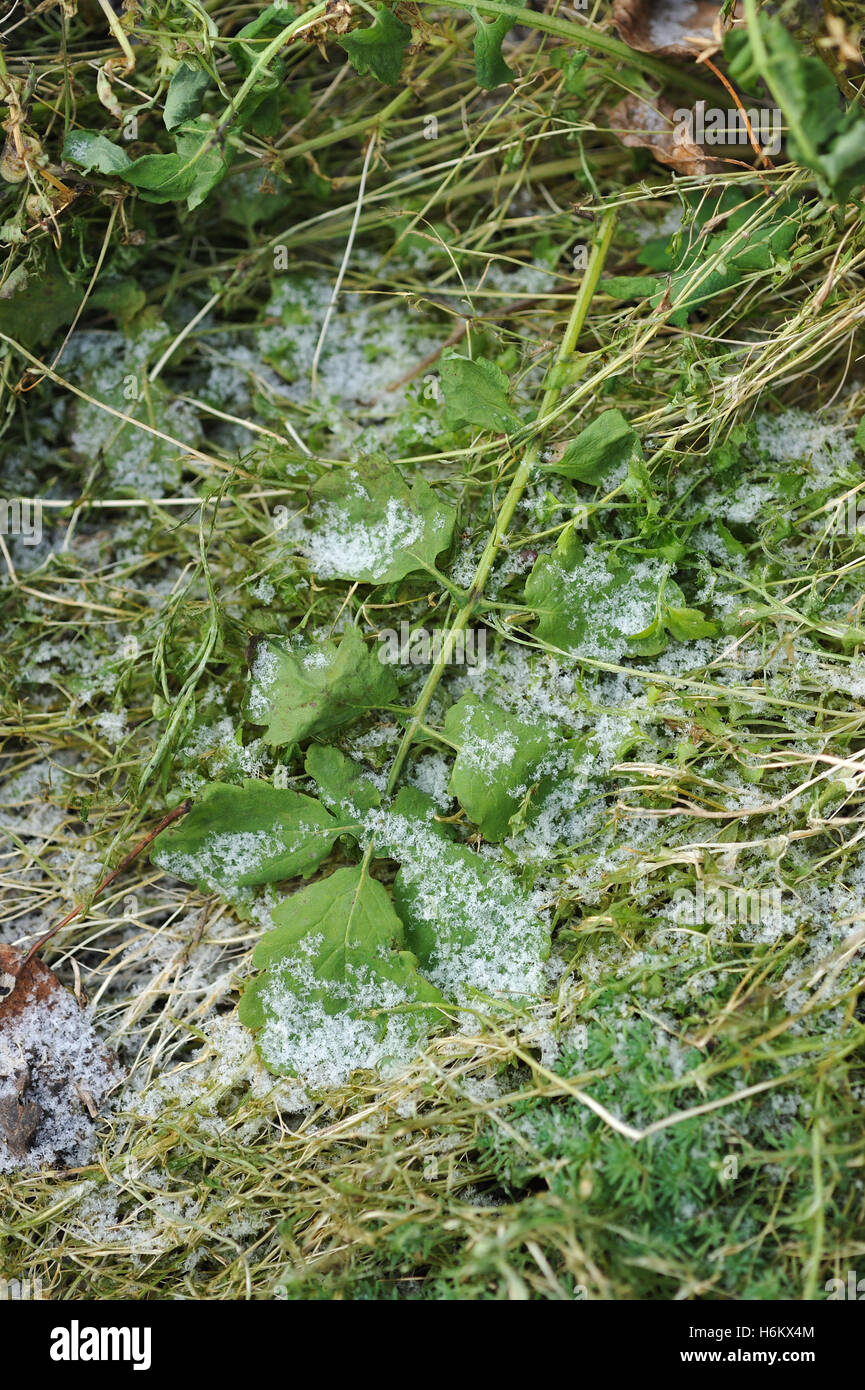 First snowflakes lying on autumn grass Stock Photo - Alamy