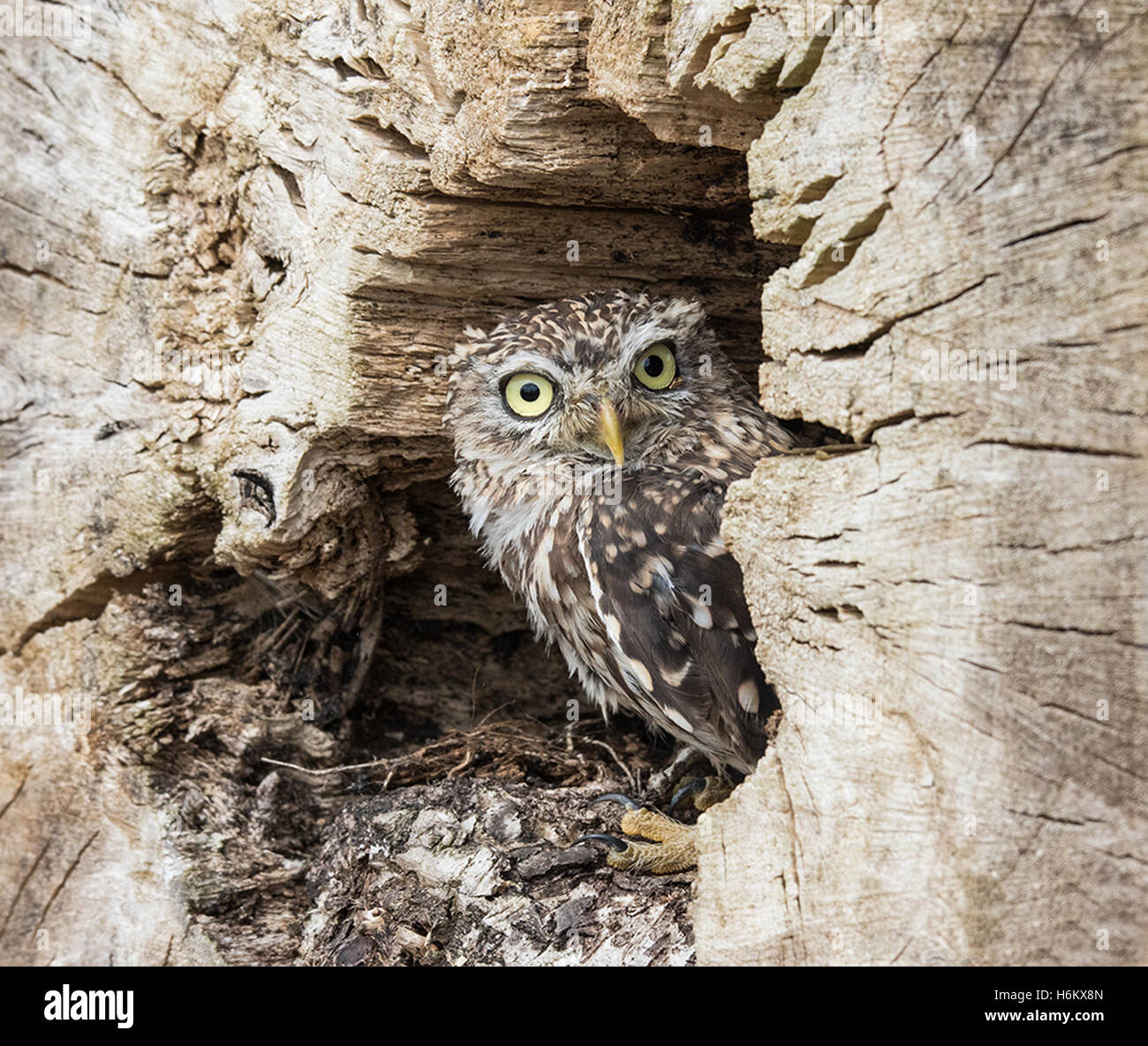 Little Owl in resting place in old tree stump Stock Photo - Alamy