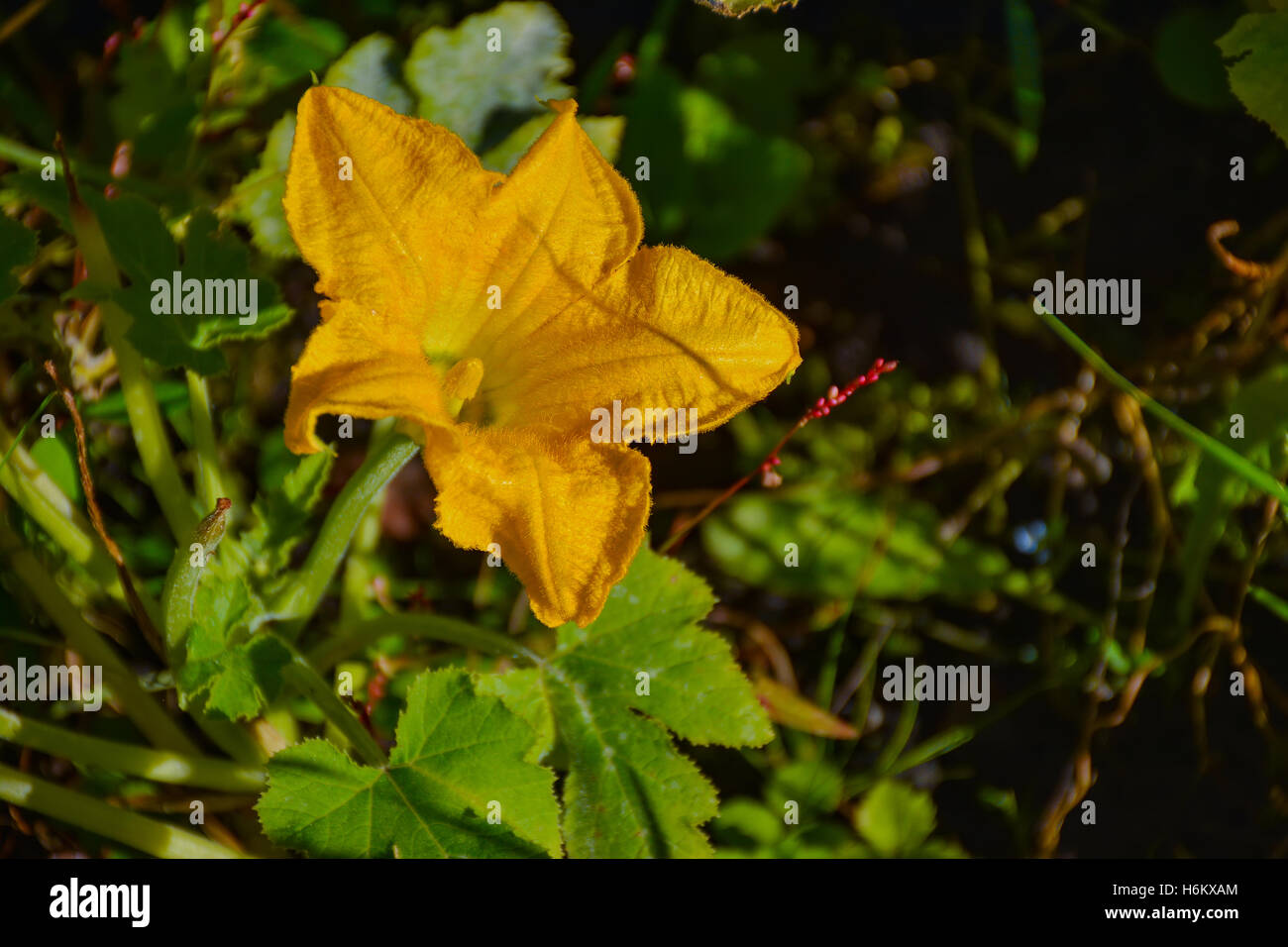 Blooming zucchini in the garden Stock Photo - Alamy