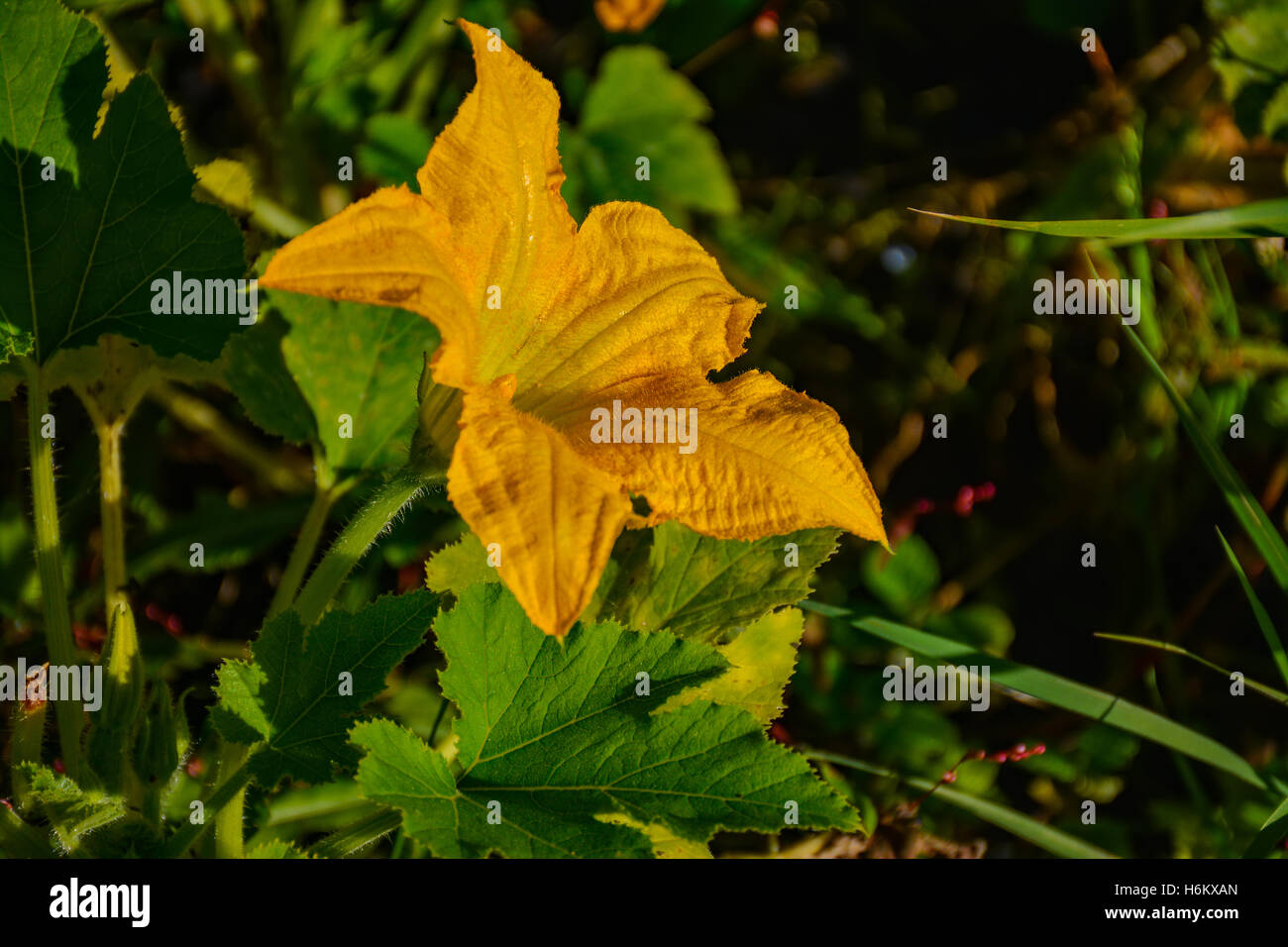 Blooming zucchini in the garden Stock Photo - Alamy