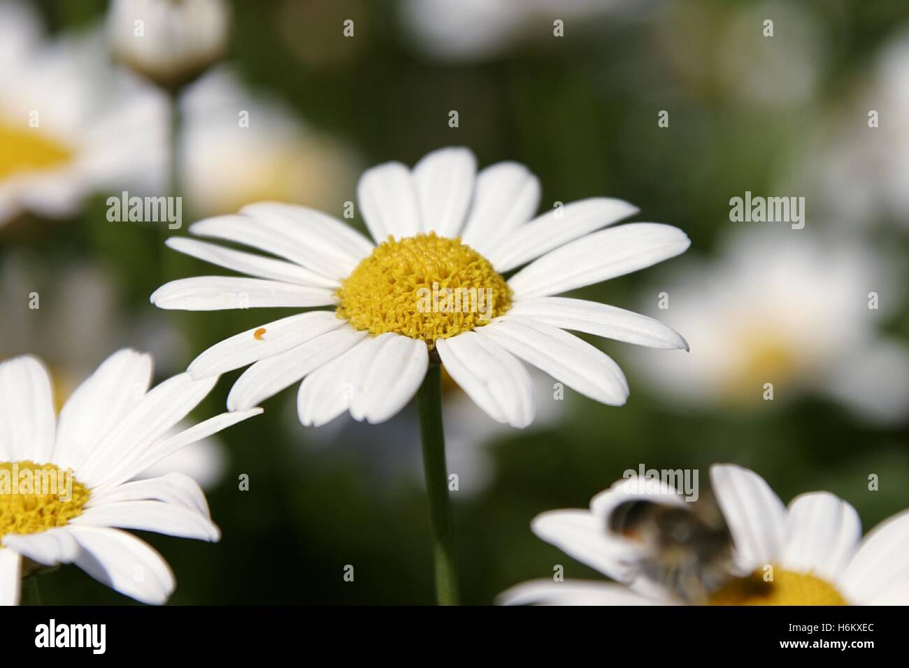 A closeup of a marguerite Stock Photo - Alamy