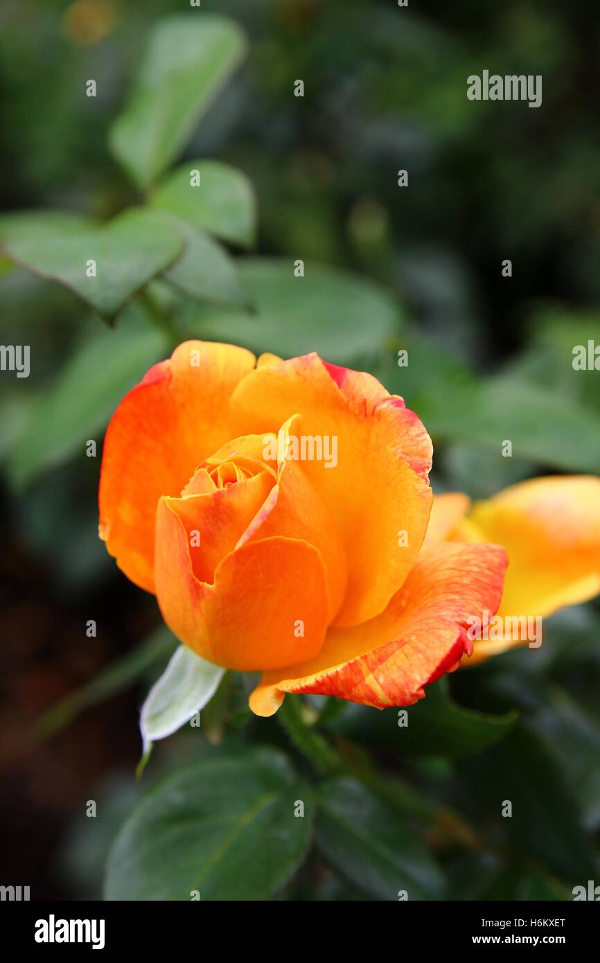 An orange rose captured in the International Rose Test Garden in ...
