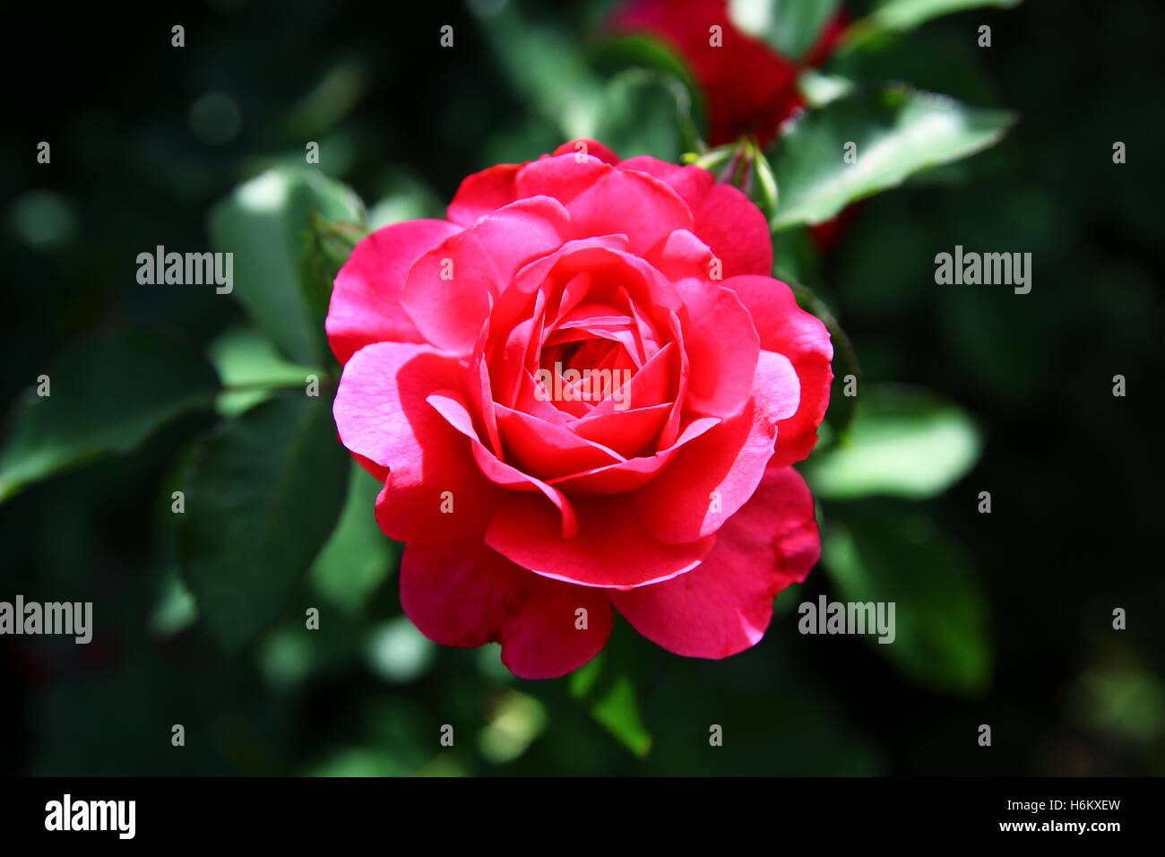 A pink rose captured in the International Rose Test Garden in Portland ...