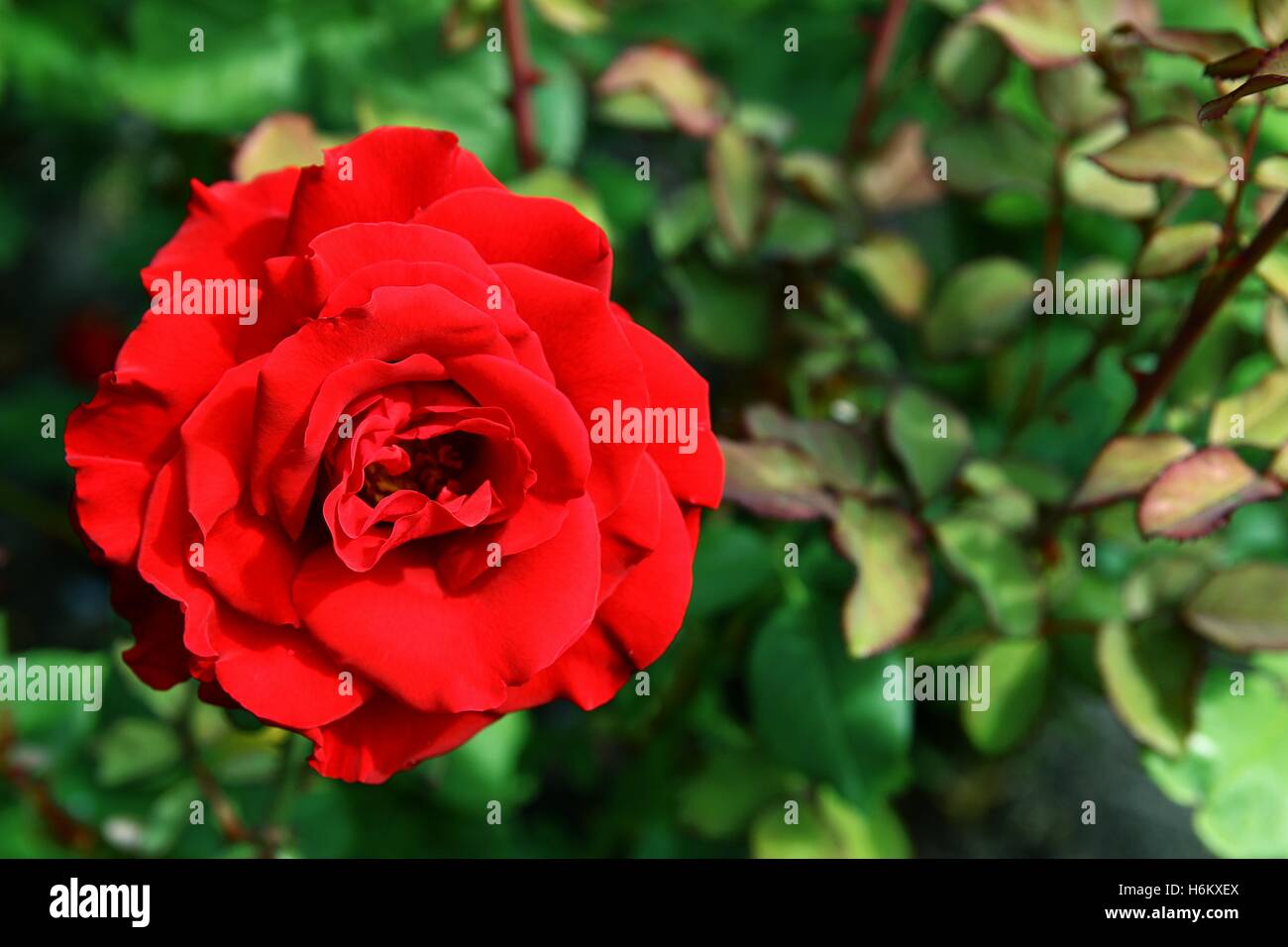 A red rose captured in the International Rose Test Garden in Portland ...