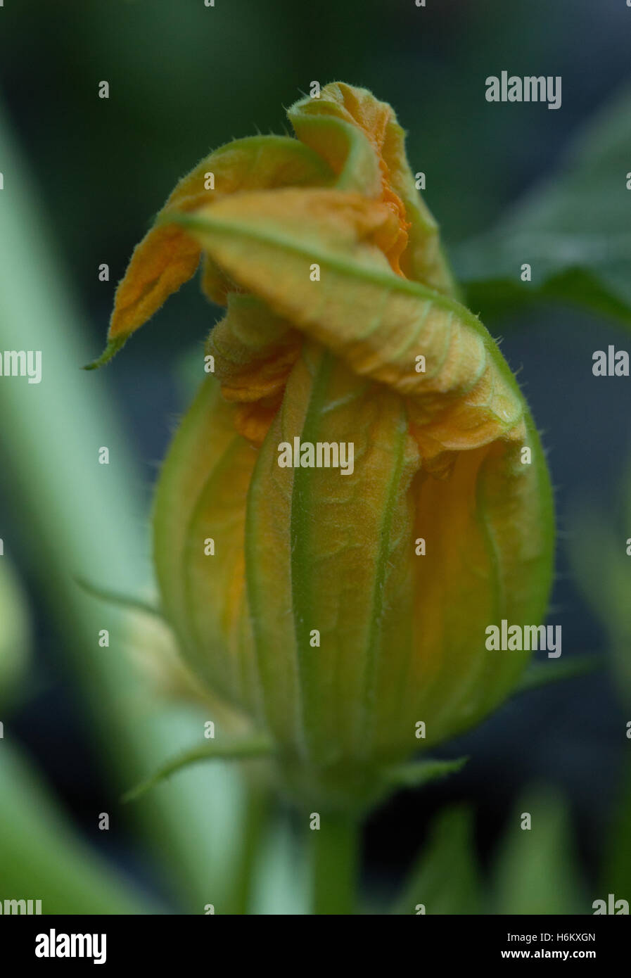 Close Up of a Squash Blossom, Still Unopened, and the Zucchini Plant in ...
