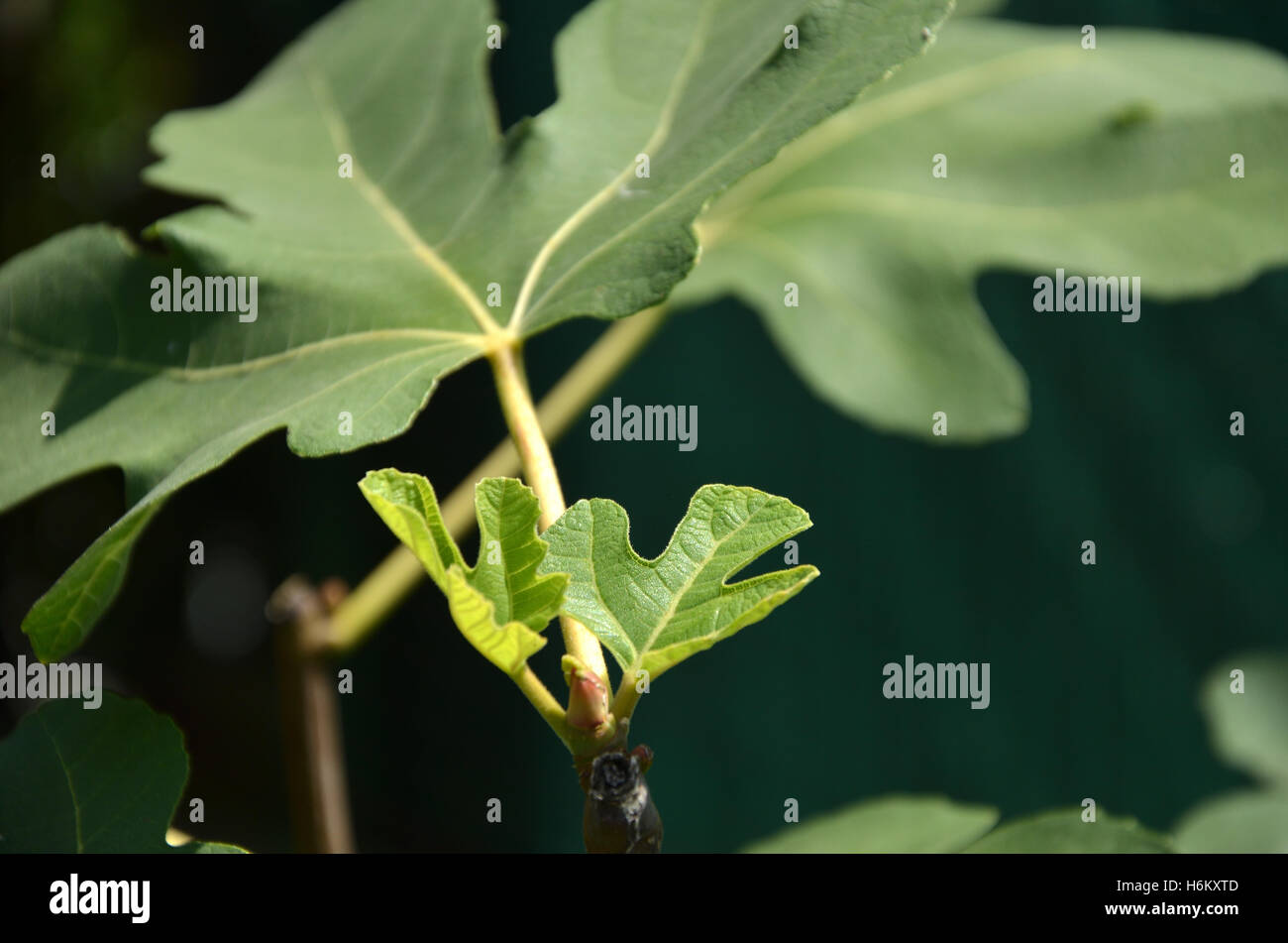 Growing fig leaves surrounded with bigger ones in a garden in summer ...