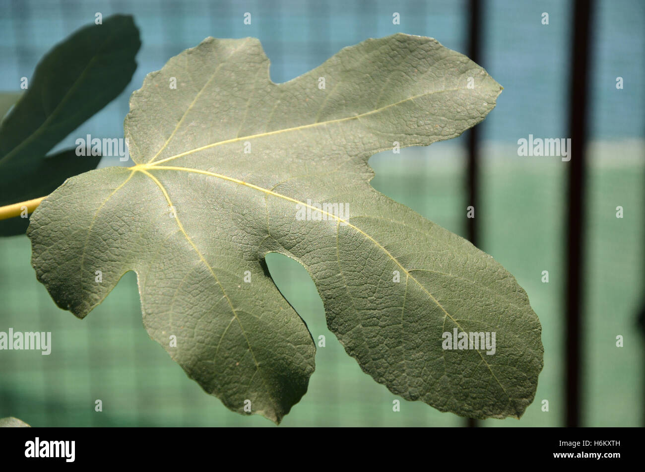 Fresh fig fruit foliage hi-res stock photography and images - Alamy
