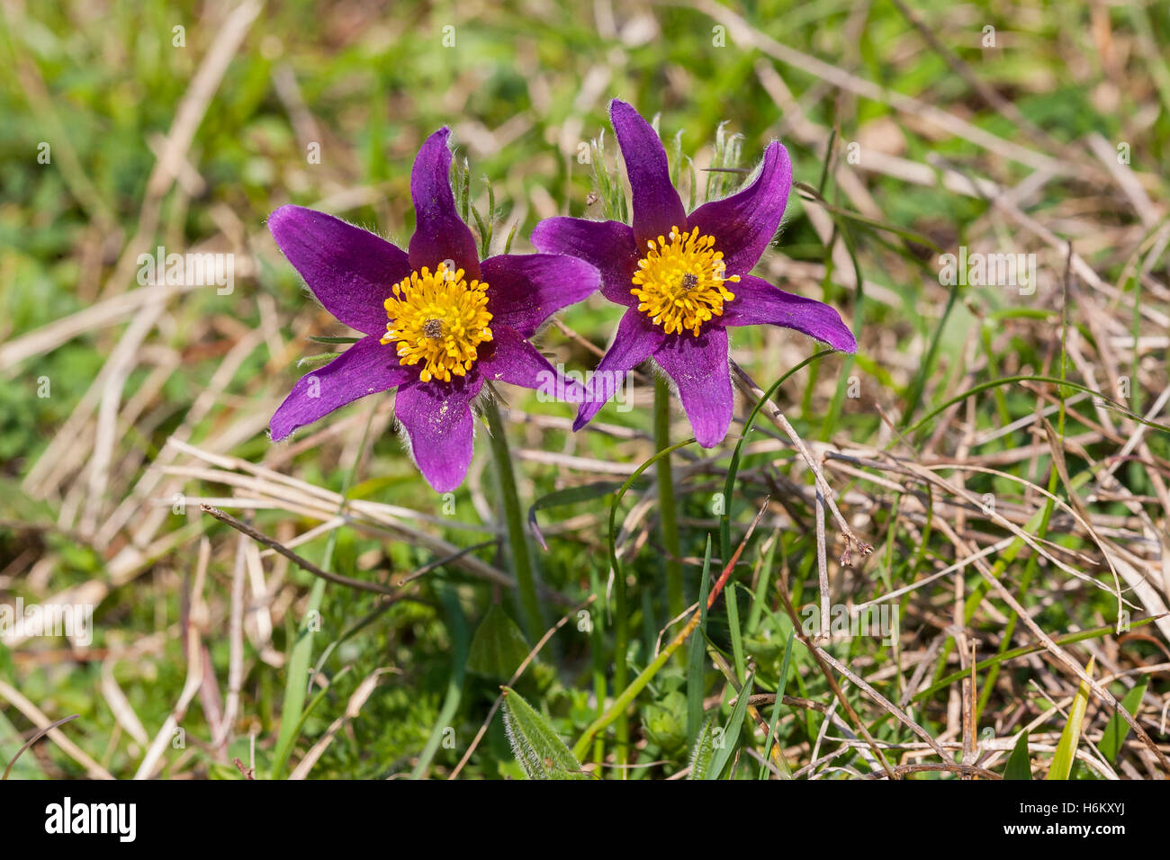 pasque flower (Pulsatilla vulgaris) flower growing on short vegetation ...