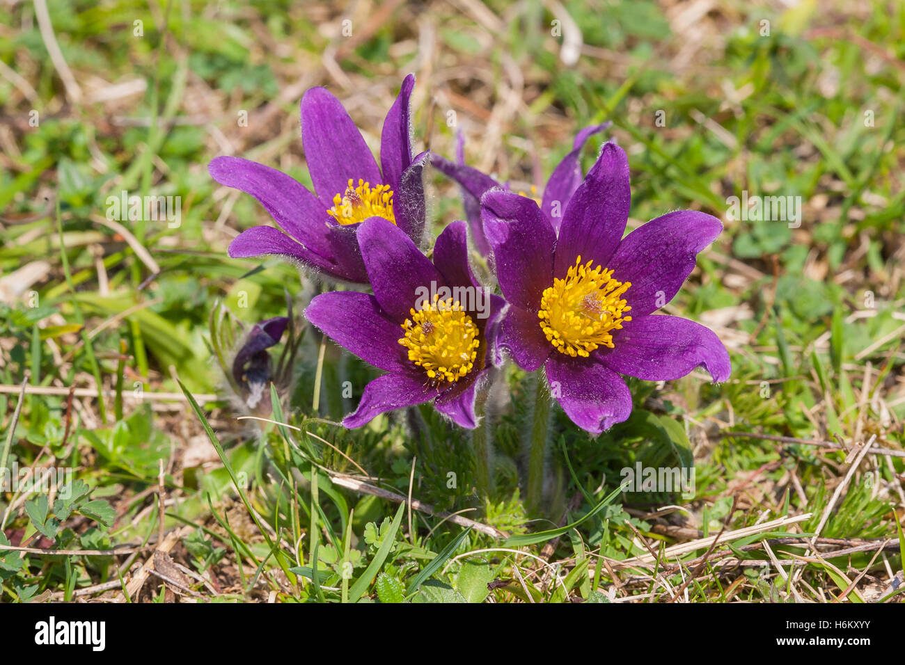 pasque flower (Pulsatilla vulgaris) flower growing on short vegetation ...