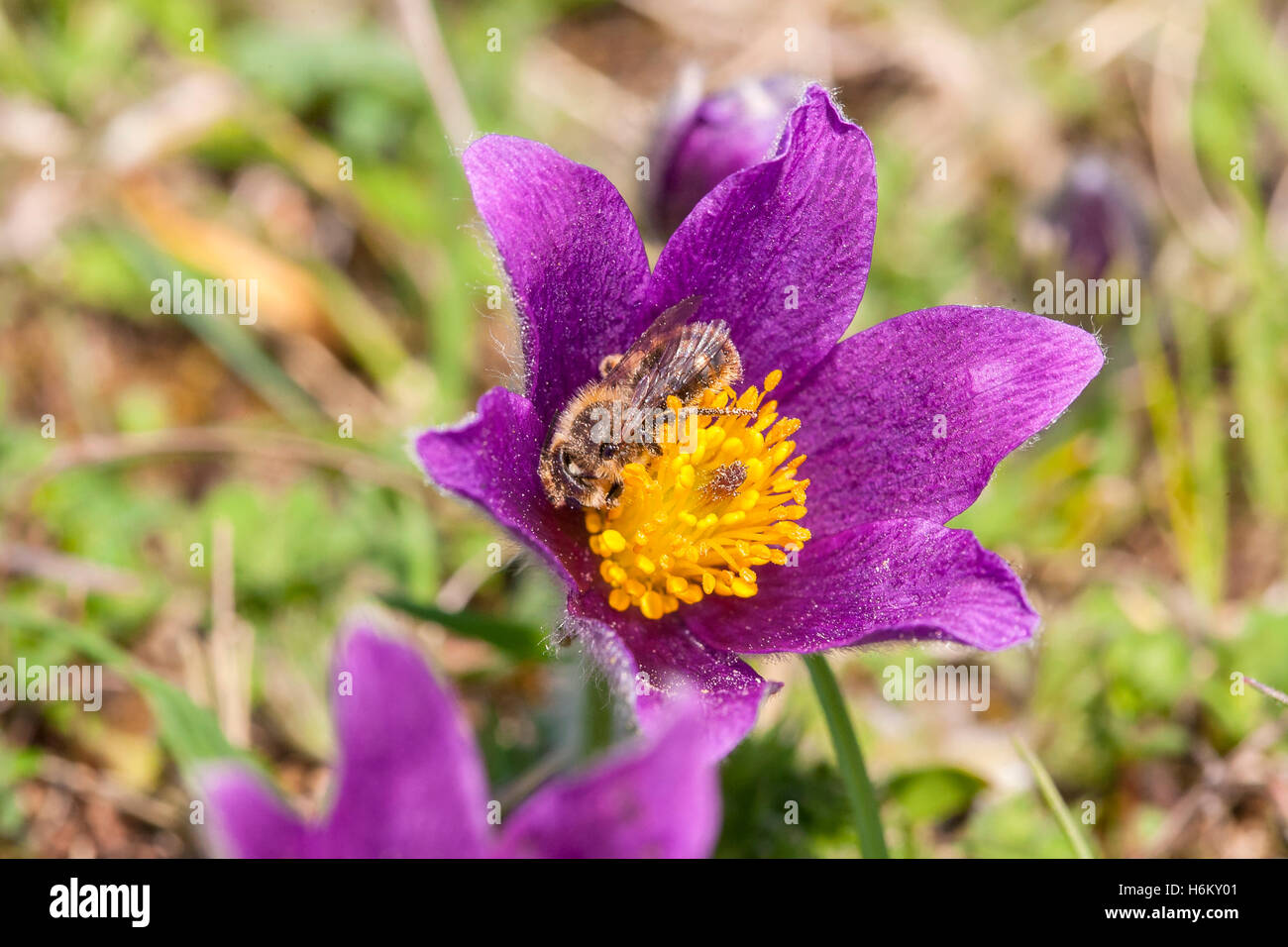 pasque flower (Pulsatilla vulgaris) flower growing on short vegetation ...